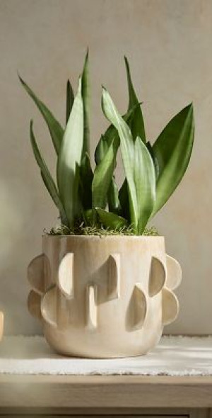 Anthropologie - Paddle Ceramic Cylinder Planter