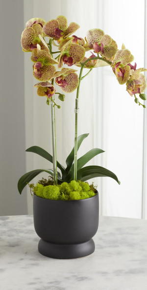 T & C Floral Company - Double Orchids in Matte Pot